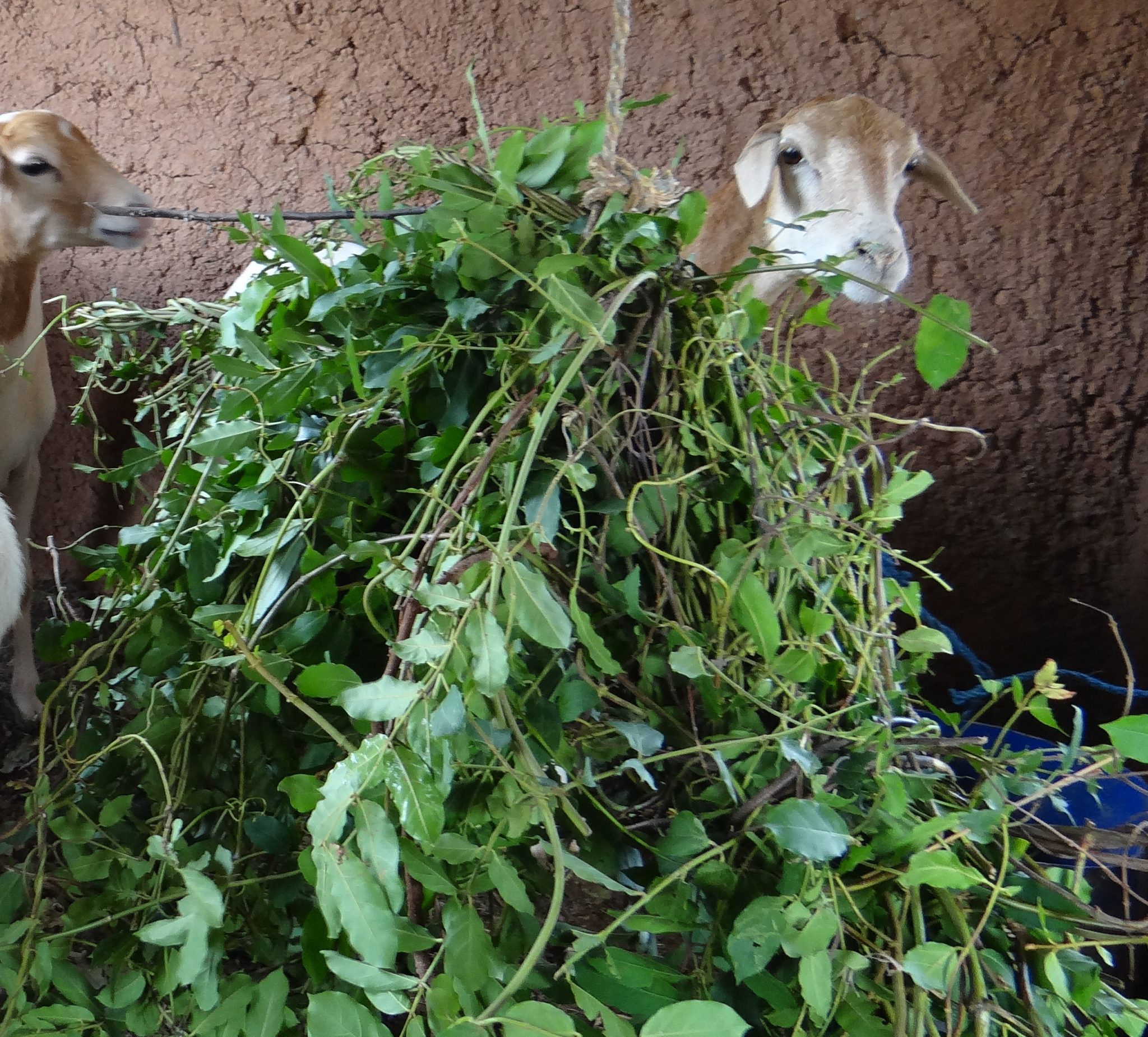 Sustainable Sheep Farming in Mali