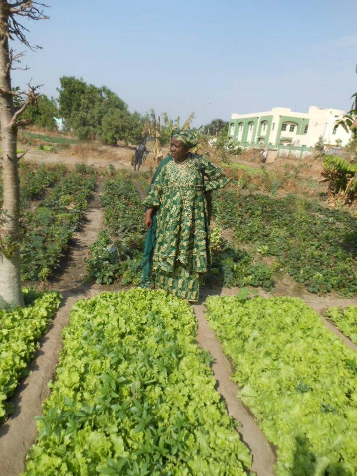 Urban Garden Update: Bamako, Mali